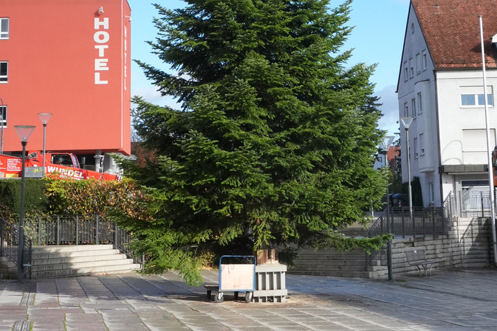 Weihnachtsbaum steht auf dem Rathausplatz in Gersthofen - News Augsburg ...
